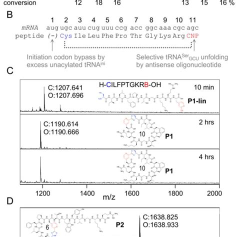 Representative Structures For Top Ranked Clusters From Md Simulations