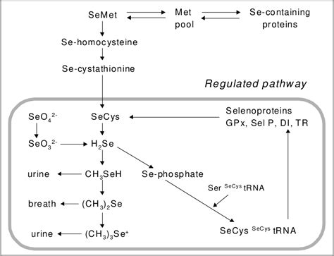 Figure From Species Selective Determination Of Selenium Compounds In Biological Materials