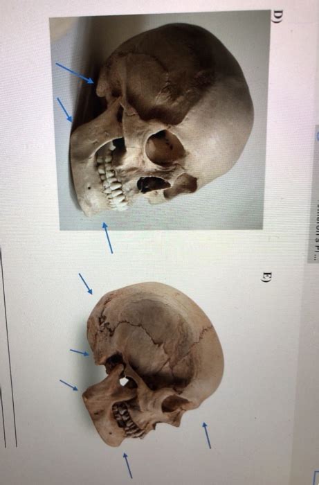 Solved Estimate Sex On Your Estimation 3 4 Sentence Use