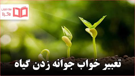 تعبیر خواب جوانه زدن گیاه 🌱 نشانه‌هایی از شادابی و رونق در زندگی ماگرتا