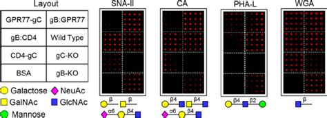 Lectin − Glycan Interactions On Vird Arrays Fluorescently Labeled