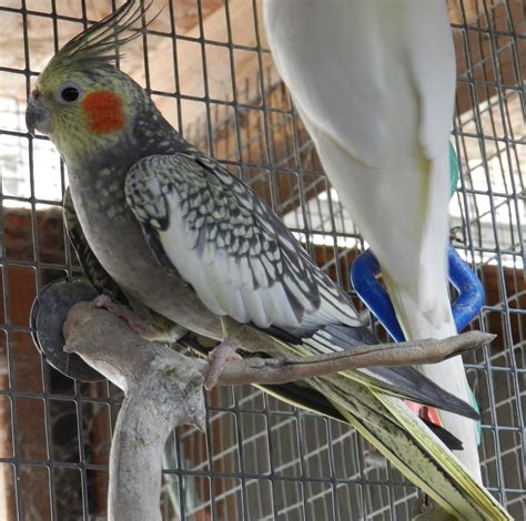 Cockatiel Color Mutations Chart
