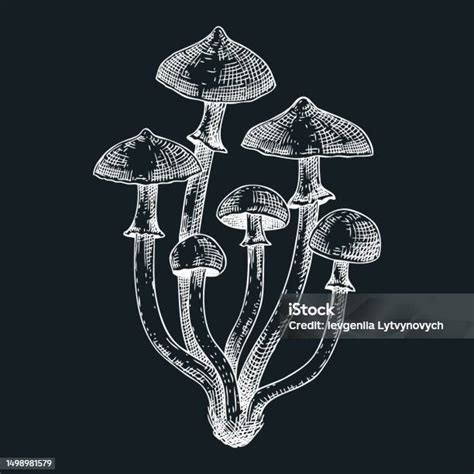 Sketsa Jamur Beracun Ilustrasi Stok Unduh Gambar Sekarang Alam Beracun Deskripsi Fisik