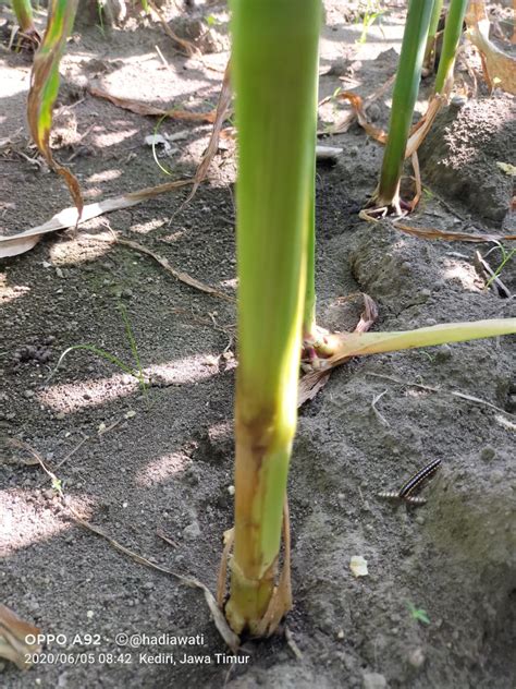 Bpp Pare Kediri Penyakit Busuk Batang Pada Tanaman Jagung