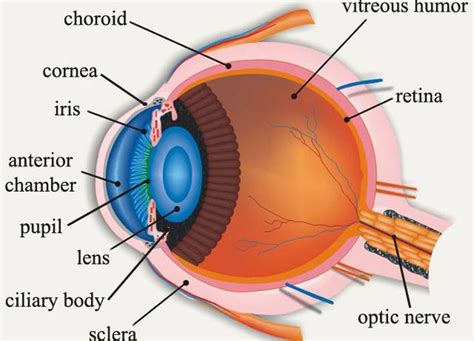 Cow Eye Diagrams Brofirm