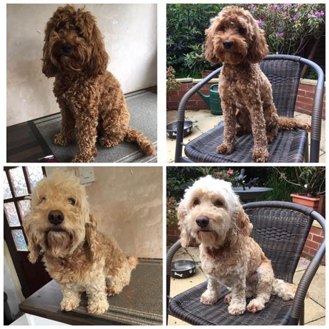 The Ultimate Guide To Grooming Your Cockapoo