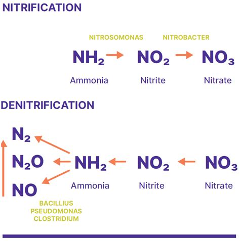 Wastewater Treatment Nitrification Process At Margaret Rice Blog