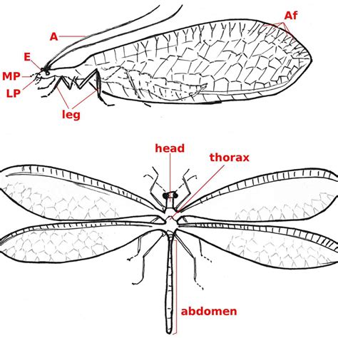 Neuroptera