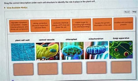 solved texts drag the correct description under each cell structure