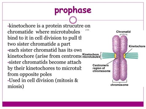 Cell Cycle And Control Checkpoints Throght Cyclin Cdk Complex Ppt