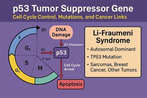 🧠 P53 Explained For Usmle Step 1 Tumor Suppression Cell Cycle Arrest And Li Fraumeni Syndrome
