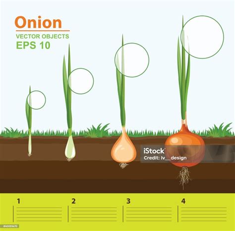 벡터 일러스트입니다 정원에서 양파의 성장 단계 성장 개발 및 양파의 생산성 성장 단계입니다 식물 사이의 거리입니다 Infographic 개념 성장 개념에 대한 스톡 벡터