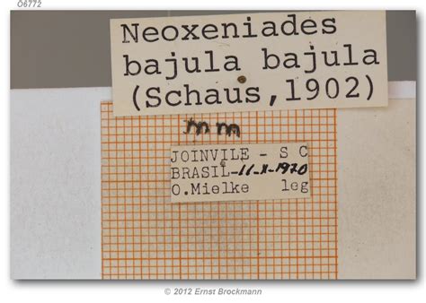 Rhinthon Bajula Pinned Specimens