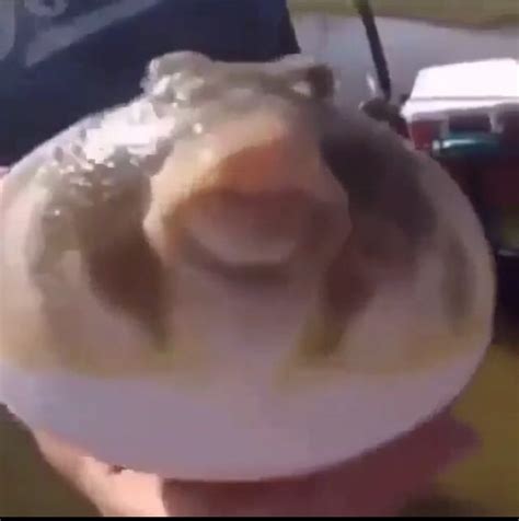 Drakosa On Twitter Why Python Gotta Be The Worlds Worst Programming Language In The World