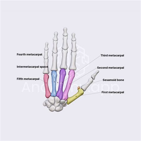 Metacarpal Bones Anatomy App