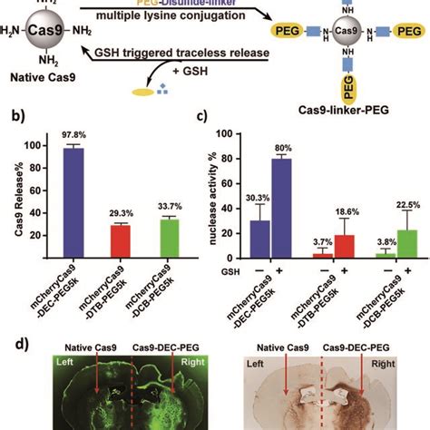 Dec Is A New Reduction Sensitive Linker That Can Modify Aliphatic Download Scientific Diagram
