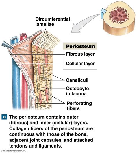 Pin On Anatomy And Physiology Diagrams