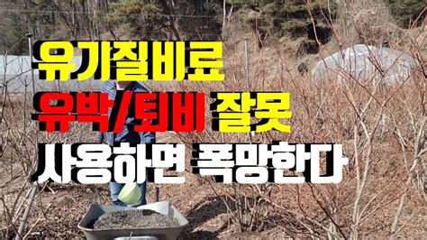 23년 블루베리 농장 첫 번째 유기질 비료 주기 유박과 퇴비 잘 못 주면 폭망합니다 Youtube