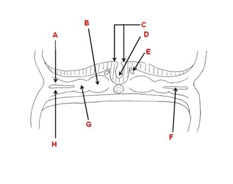 Embryology Exam 2 Flashcards Quizlet