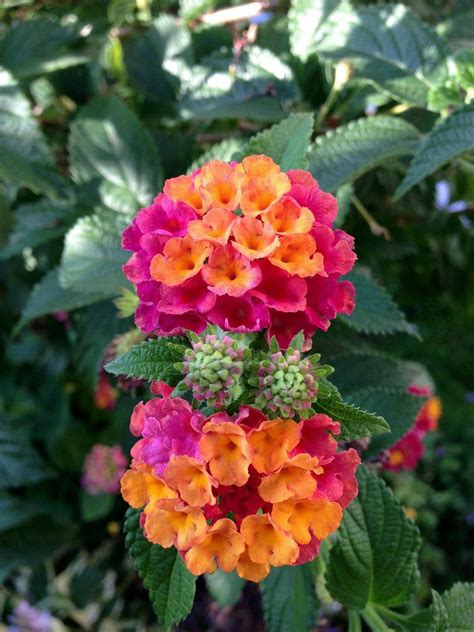 How To Propagate Lantana Green Packs
