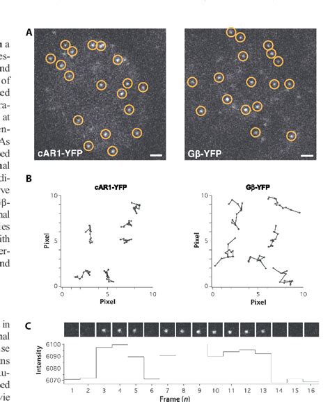 Single Molecule Imaging Of Car1 Yfp And Gb Yfp In Live Cells By Tirf