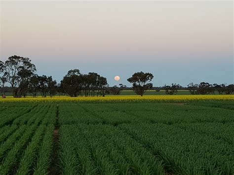 Wheat Varieties In 2015 Birchip Cropping Group