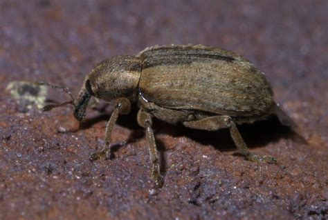 Hypera Hypera Picture Insect