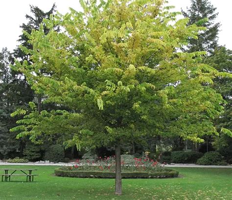 Hackberry Tree Forestry Com