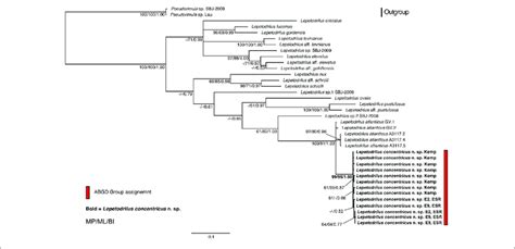 bayesian inference bi phylogenetic tree with additional node