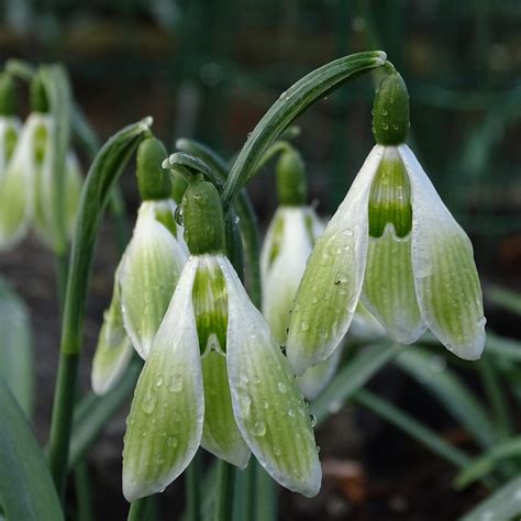 Galanthus Wifi Tobias Buy Snowdrops At Coolplants