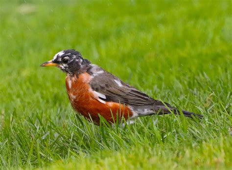 A Robin With A Case Of Leucism R Birding