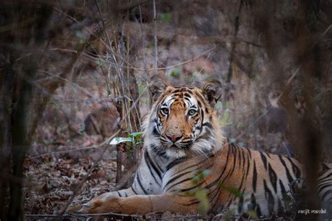 ranjit mandal on linkedin tigertales sirkadasightings wildlifewonder