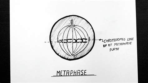 Metaphase 1 Labeled