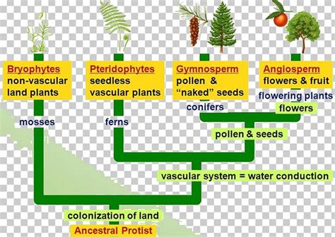 Flowering Plant Pteridophytes Gymnosperm Bryophyte Png Clipart Algae Area Biological Life