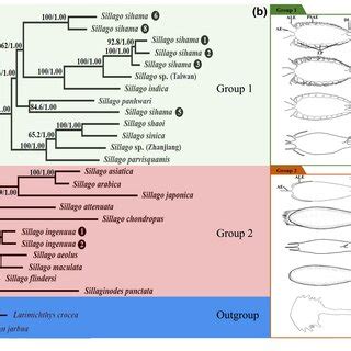 Pdf Molecular Phylogeny Reveals Cryptic Diversity And Swim Bladder
