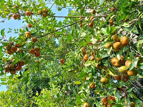 Orange Orchard ️ Md Furkan Ahmed