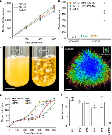 Evolution Of Macroscopic Multicellularity In Five Replicate Snowflake Download Scientific