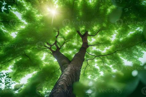 A Tree In The Forest AI Generated 30132327 Stock Photo At Vecteezy
