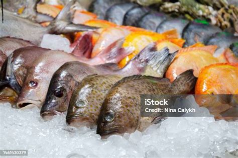 해산물 레스토랑의 카운터에 신선한 생선 다양한 종류의 해산물이 얼음 위에 놓여 있습니다 개성 개념에 대한 스톡 사진 및 기타 이미지 개성 개념 개체 그룹 거리