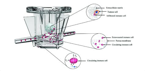 Organ On Chip Platform For Immune Tumor Cells Cross Talk Download Scientific Diagram