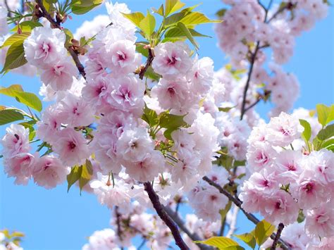 Facts You Probably Didnt Know About Sakura Tsunagu Japan Sakura Sakura Cherry Blossom