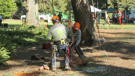 Staying Safe While Trimming Trees Edison International Newsroom