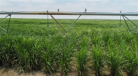 Irrigating Sugarcane With Center Pivots 4 Growers Share Their Stories