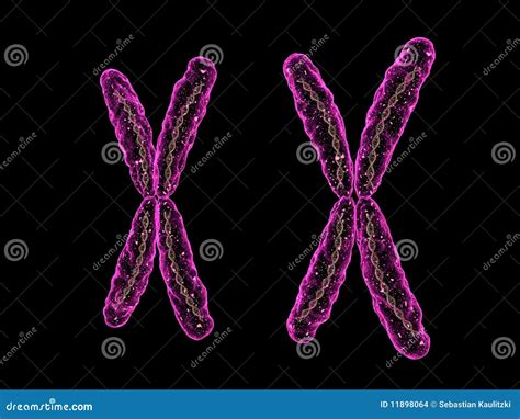 Xx Chromosome Stock Illustration Illustration Of Medical