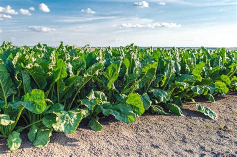 Green Leaves Of Beets Planted In The Field Sugar Beet Harvest Stock
