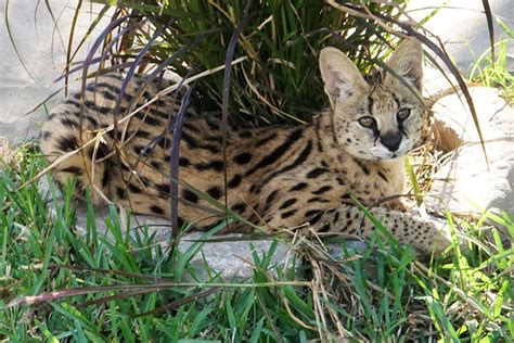 Serval Big Cat Habitat