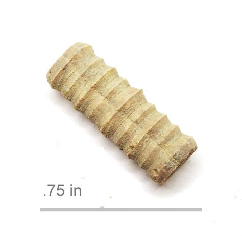 Crinoid Column Texas Pennsylvanian Member Collections The Fossil Forum