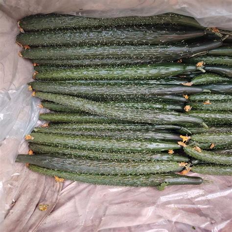 Cucumber