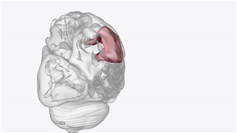 40 Fotos Bilder Und Lizenzfreie Bilder Zu Parietal Lobe Istock