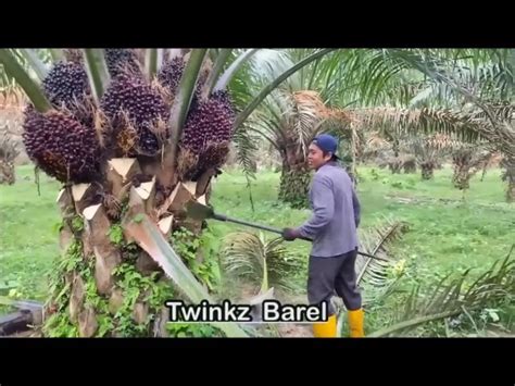 Ffb Detection Object Detection Dataset And Pre Trained Model By Surveyingdrone